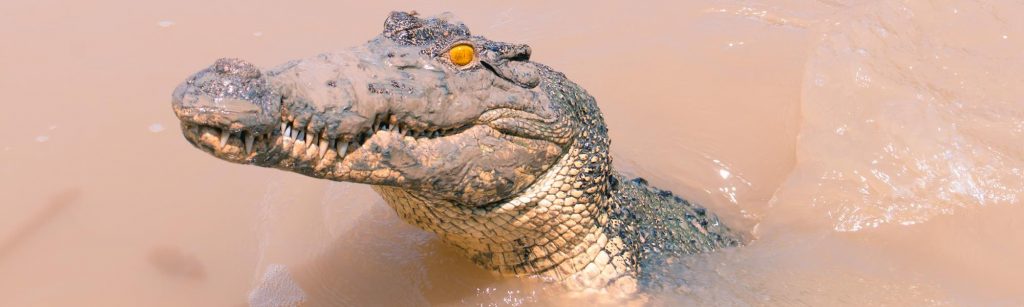 Flying Crocs - Airborne Solutions Darwin